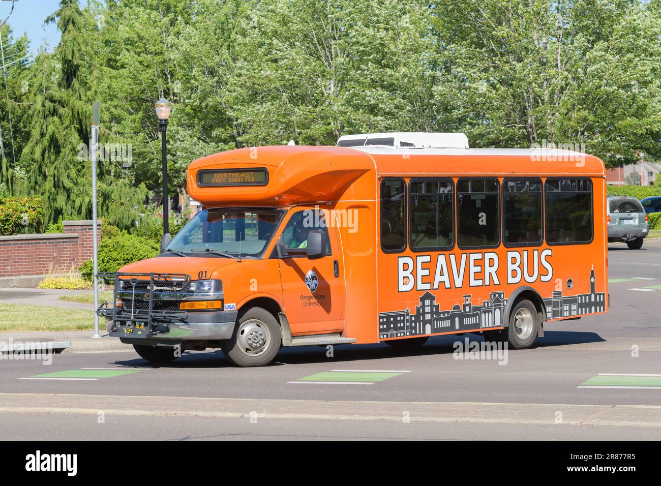 Lecteur de castor Banque de photographies et d’images à haute ...
