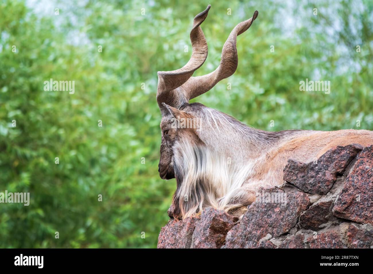 Gros plan sur Markhor, Capra falconeri, chèvre sauvage originaire d ...