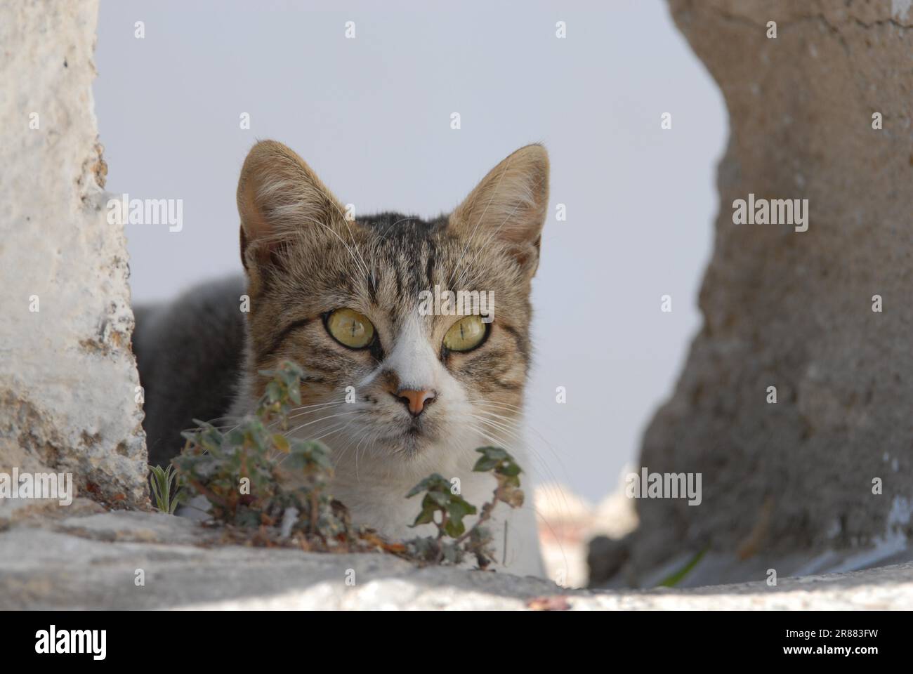 Chat domestique, tabby blanc, allongé dans un fossé d'un mur ...