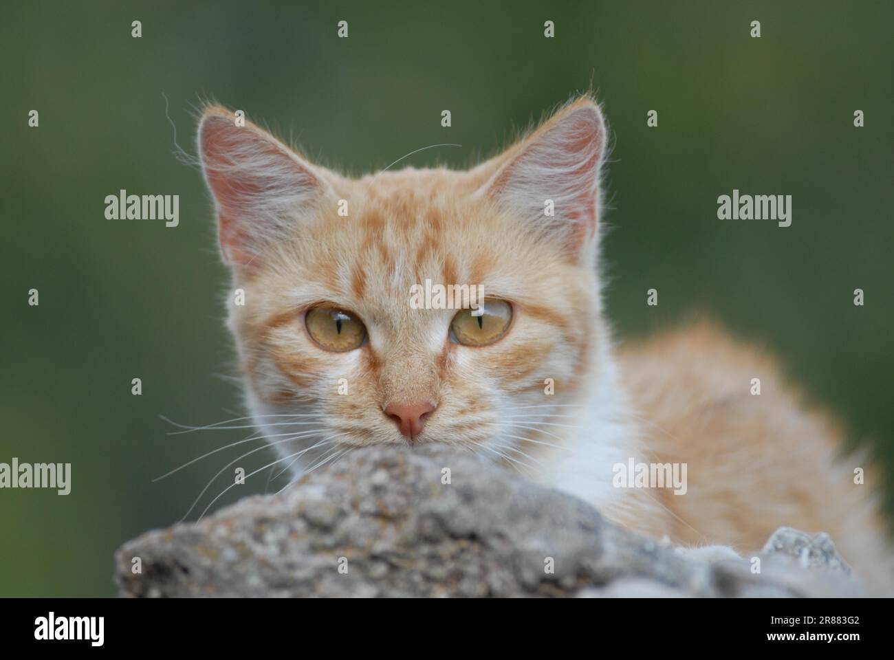 Chat domestique, rouge Tabby et blanc, en descendant d'un mur, portrait ...