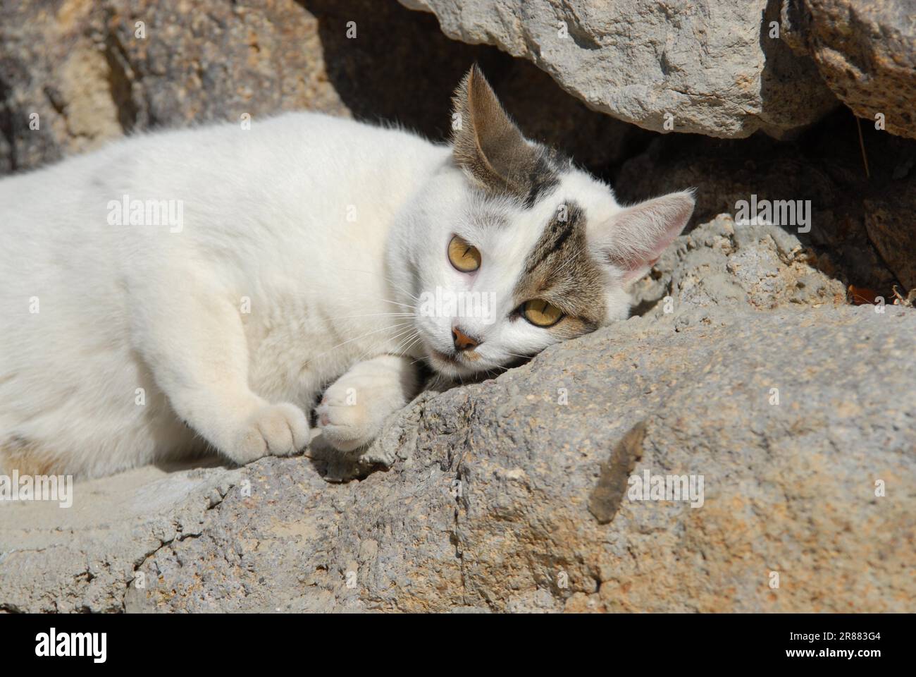 Chat domestique, blanc avec tabby, reposant sur un mur, penché sur un ...