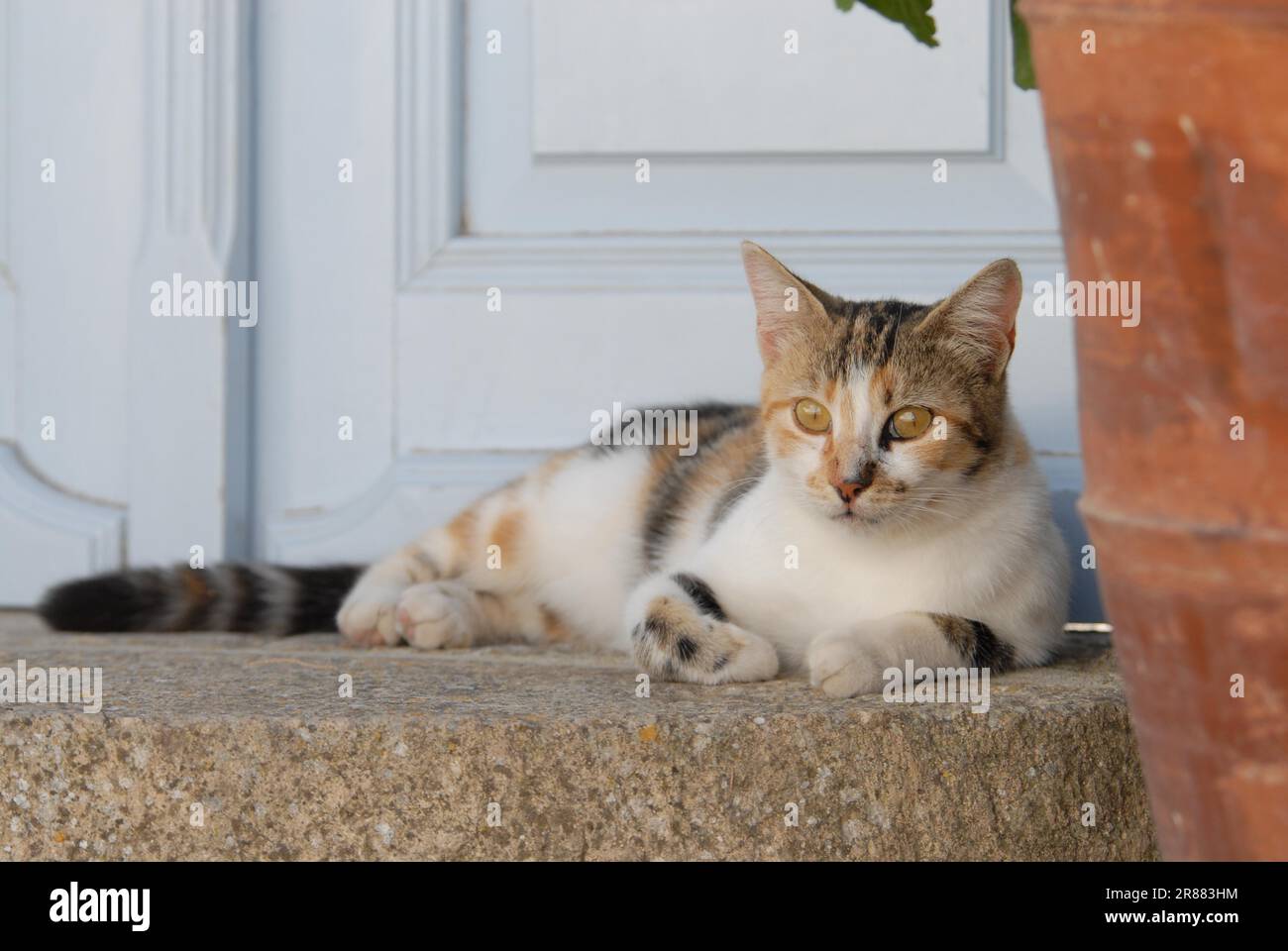 Chat domestique, Tortie Tabby avec blanc, reposant sur un seuil ...