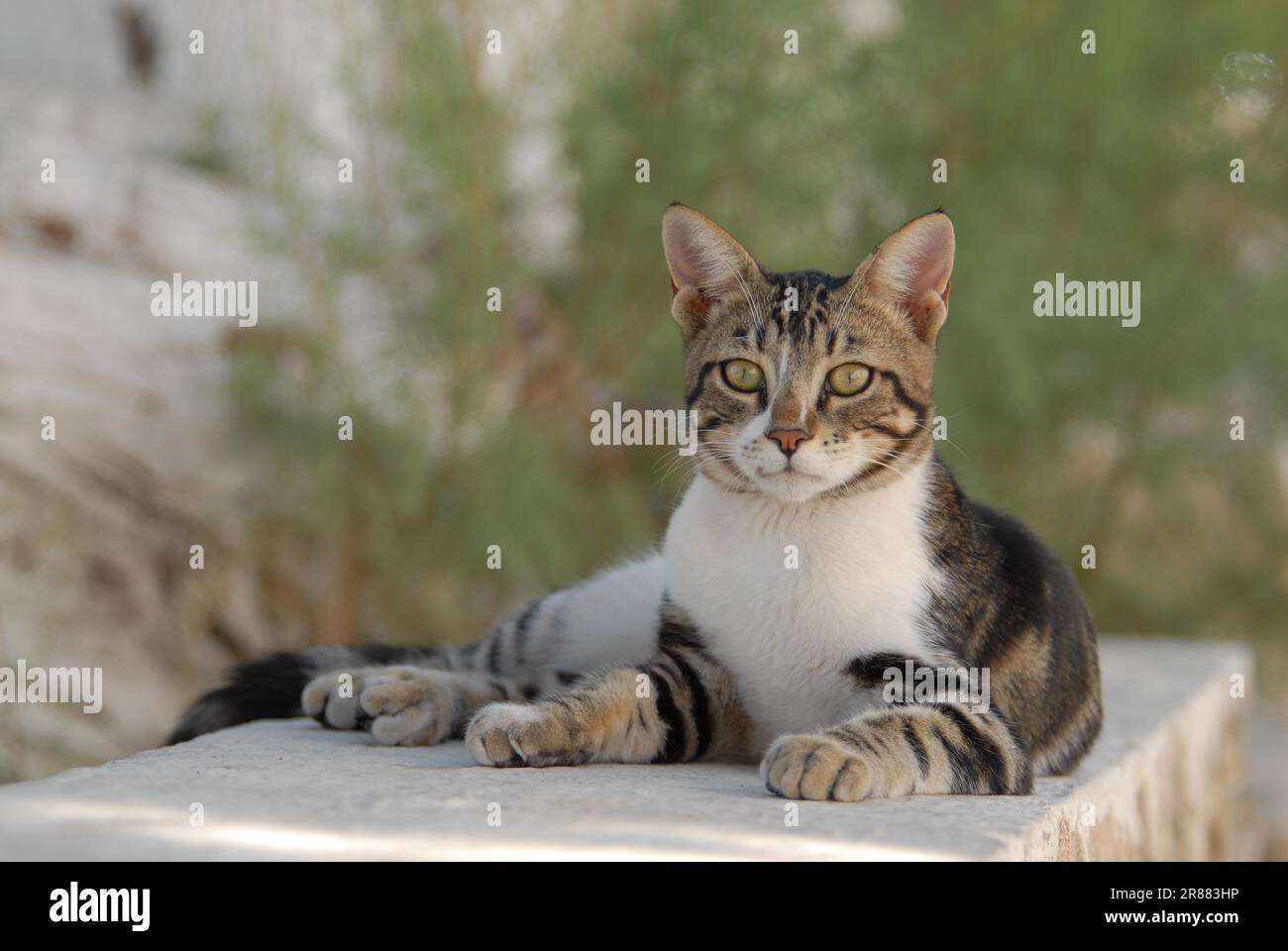 Jeune chat domestique, tabby blanc, reposant sur un mur blanchi à la ...