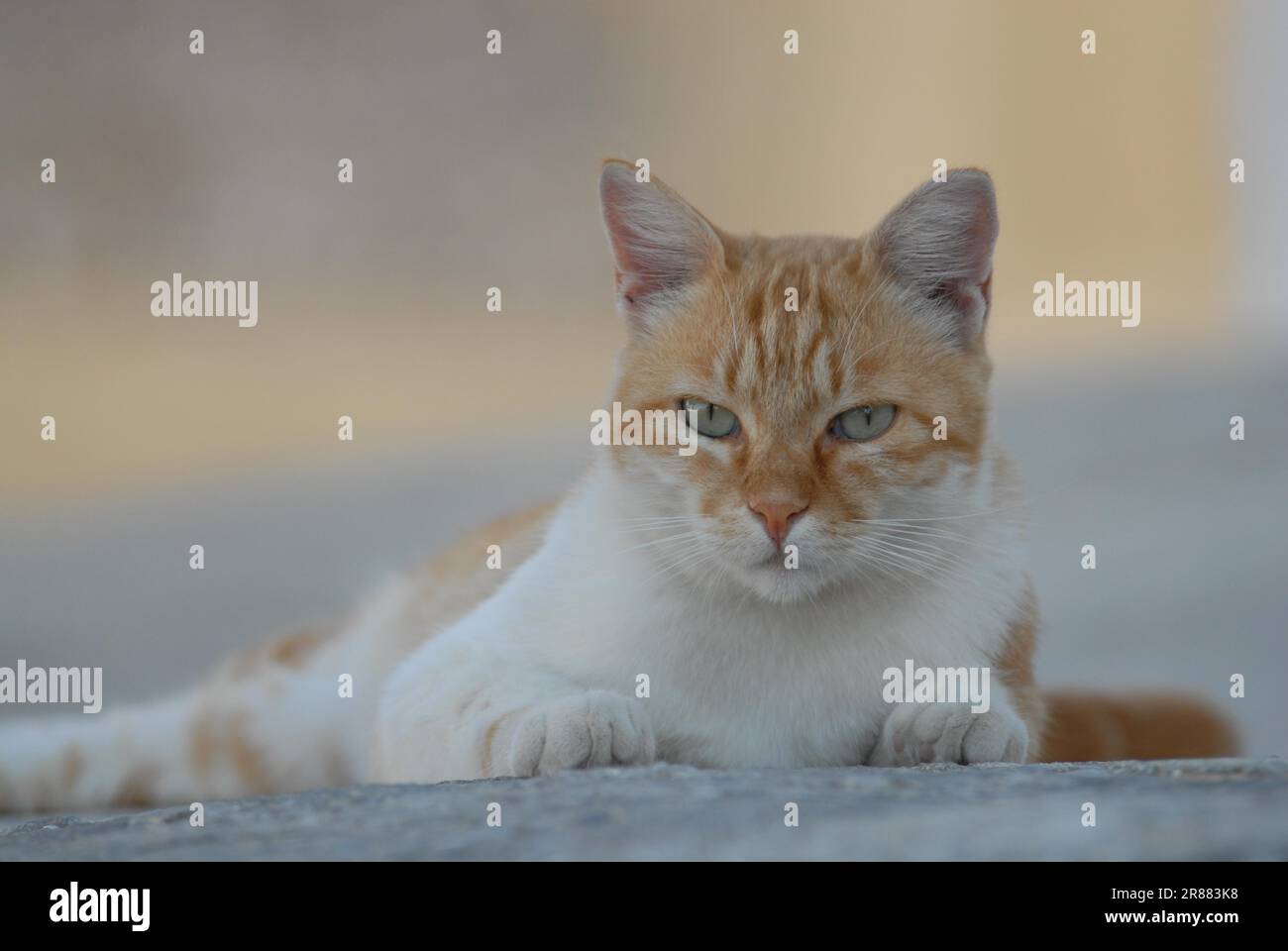 Chat domestique, Tabby rouge et blanc, couché sur le sol dans une ...