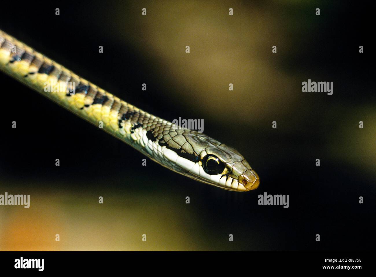 Serpent d'arbre de derrière de bronze (Tristis de Dendrelaphis) captif ...