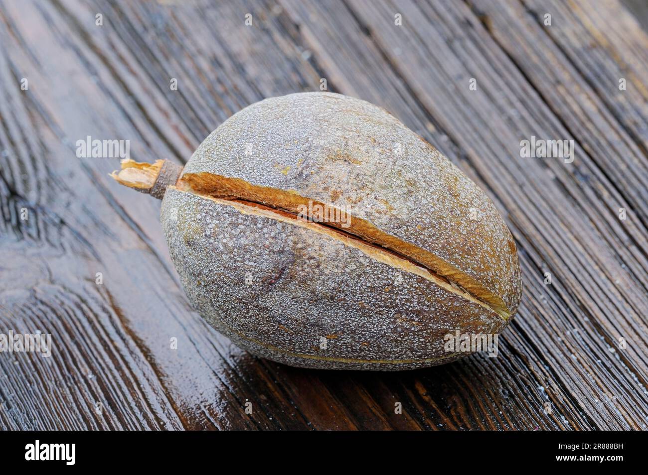 Fruit d'acajou Banque de photographies et d’images à haute résolution ...