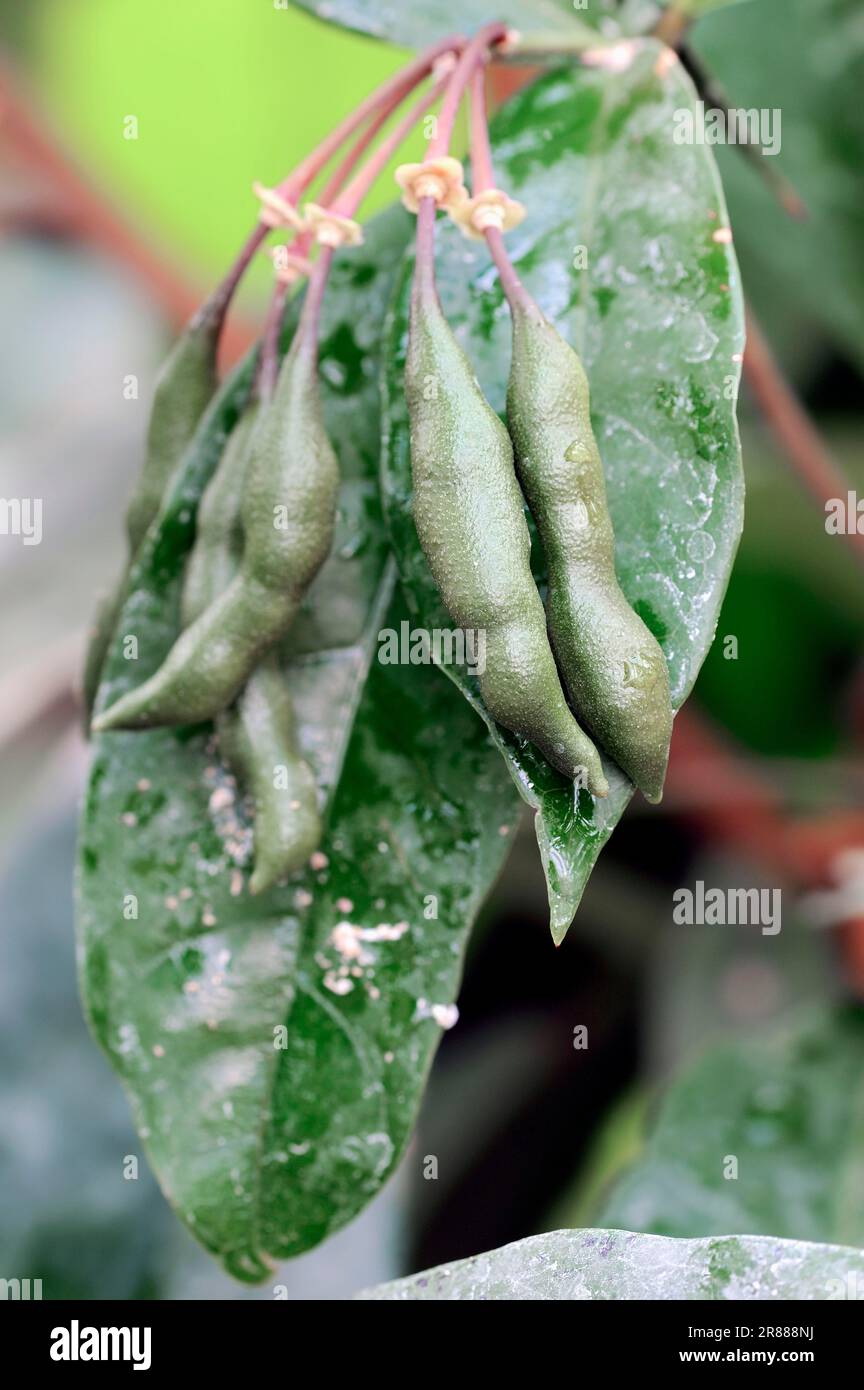 Arbre de cola Banque de photographies et d’images à haute résolution ...