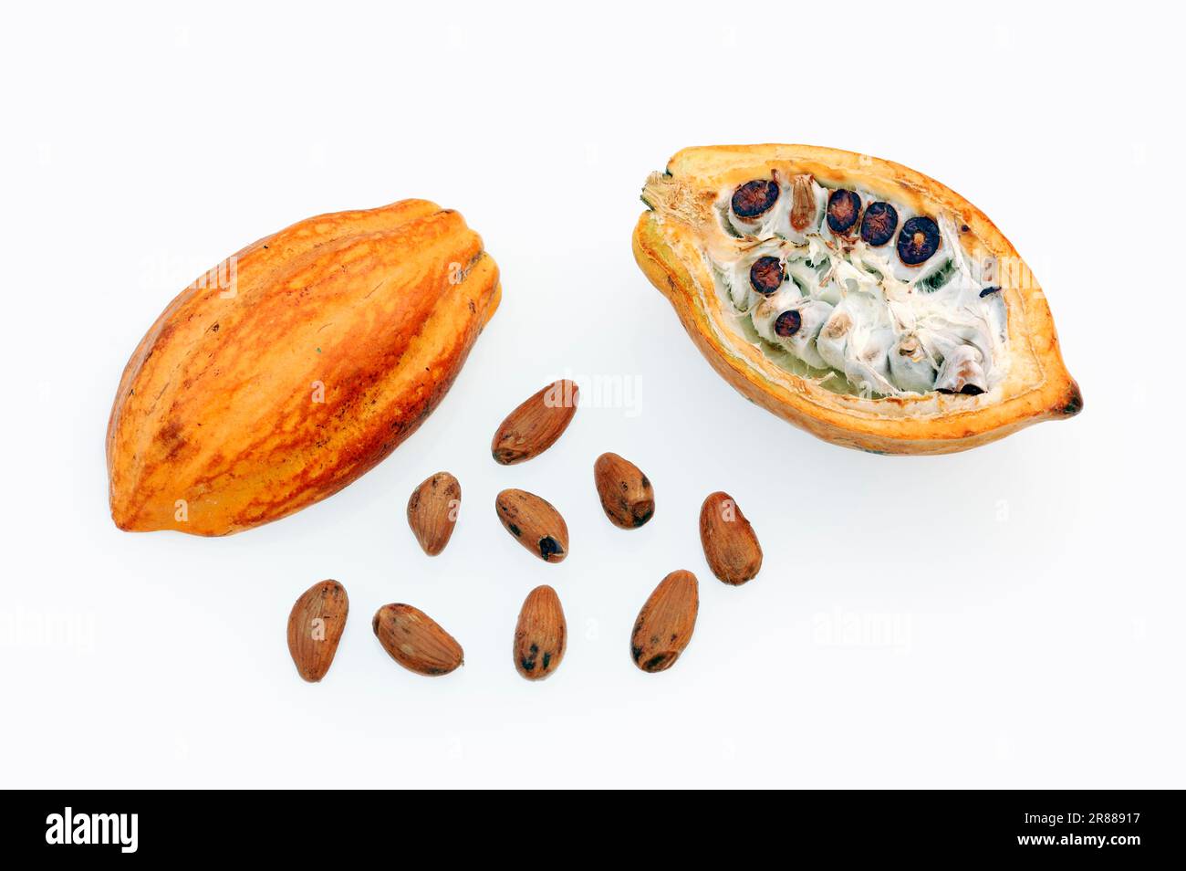 Le cacaoyer Banque d'images détourées - Alamy