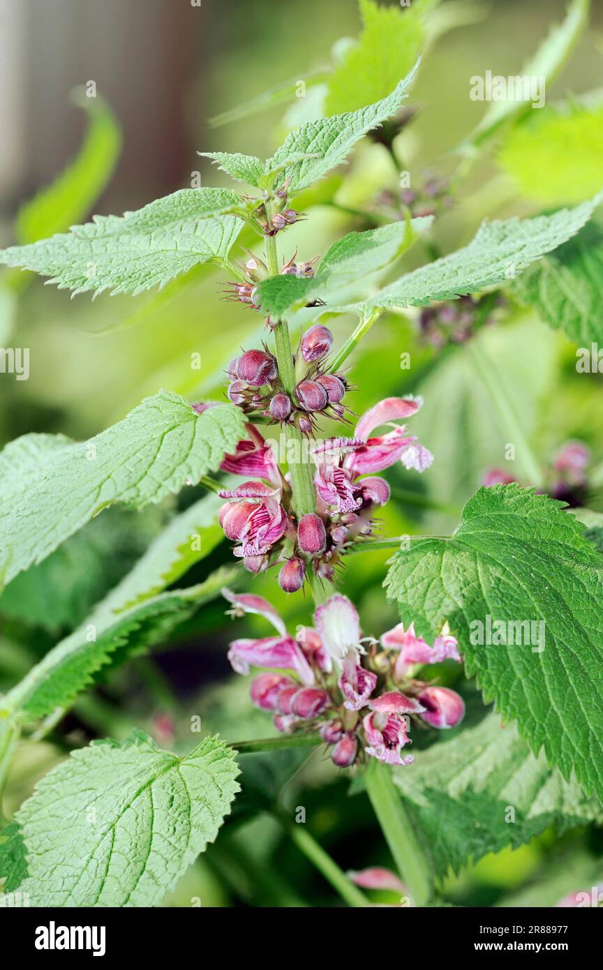 Grande ortie morte rouge (Lamium orvala), ortie morte rouge à feuilles ...