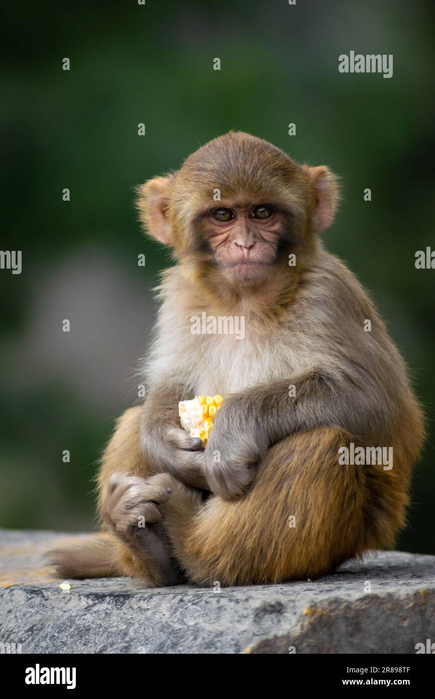 Singe brun mangeant un maïs tout en étant assis sur le rocher près du ...