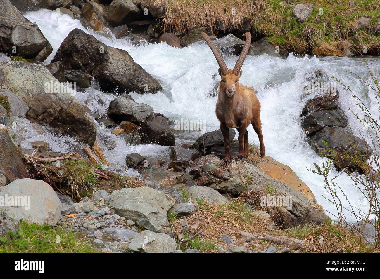 Gros plan sur un Ibex alpin (Capra Ibex) traversant un ruisseau de ...