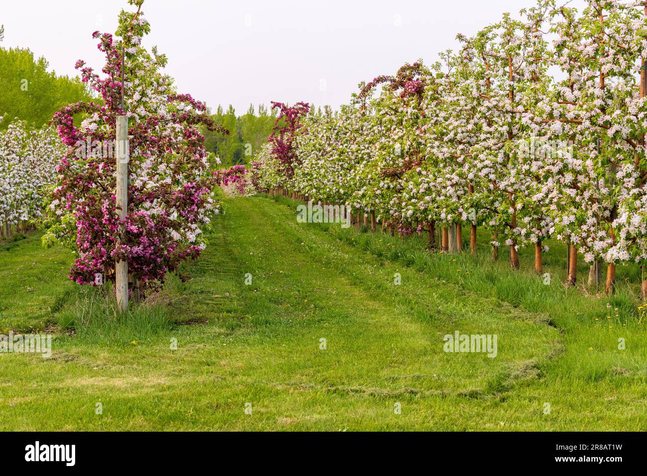 Producteur de pommes Banque de photographies et d’images à haute ...