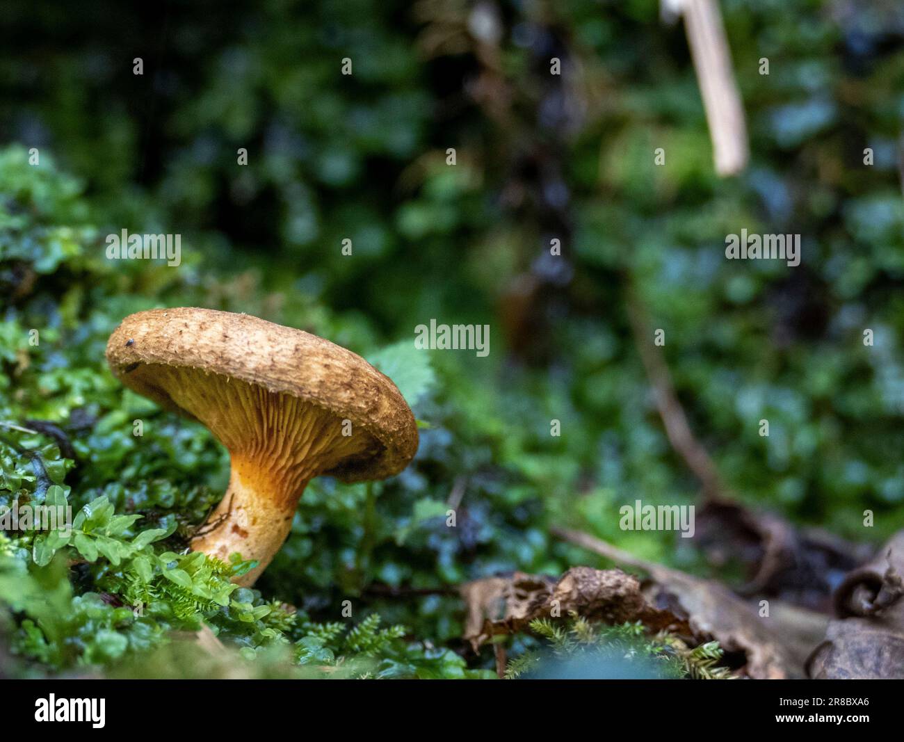 Un seul champignon fin de porc pousse dans l'herbe à côté d'un grand ...
