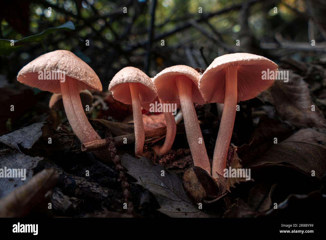 Une vue panoramique sur une zone boisée avec des champignons Psatirella ...