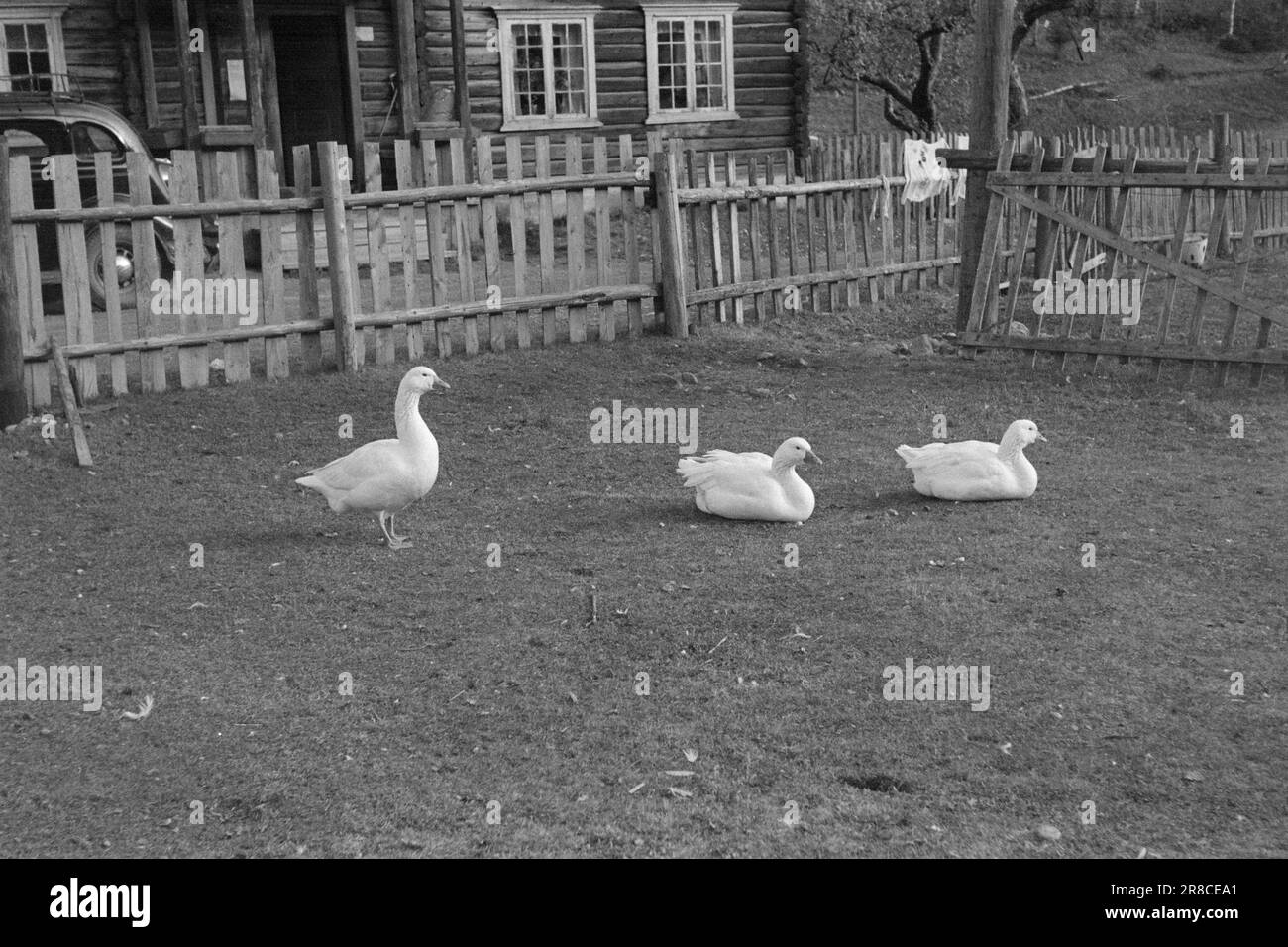 Réel 25/26-1946: Nore II - un magnifique cadeau de Noël. Nore II est ...