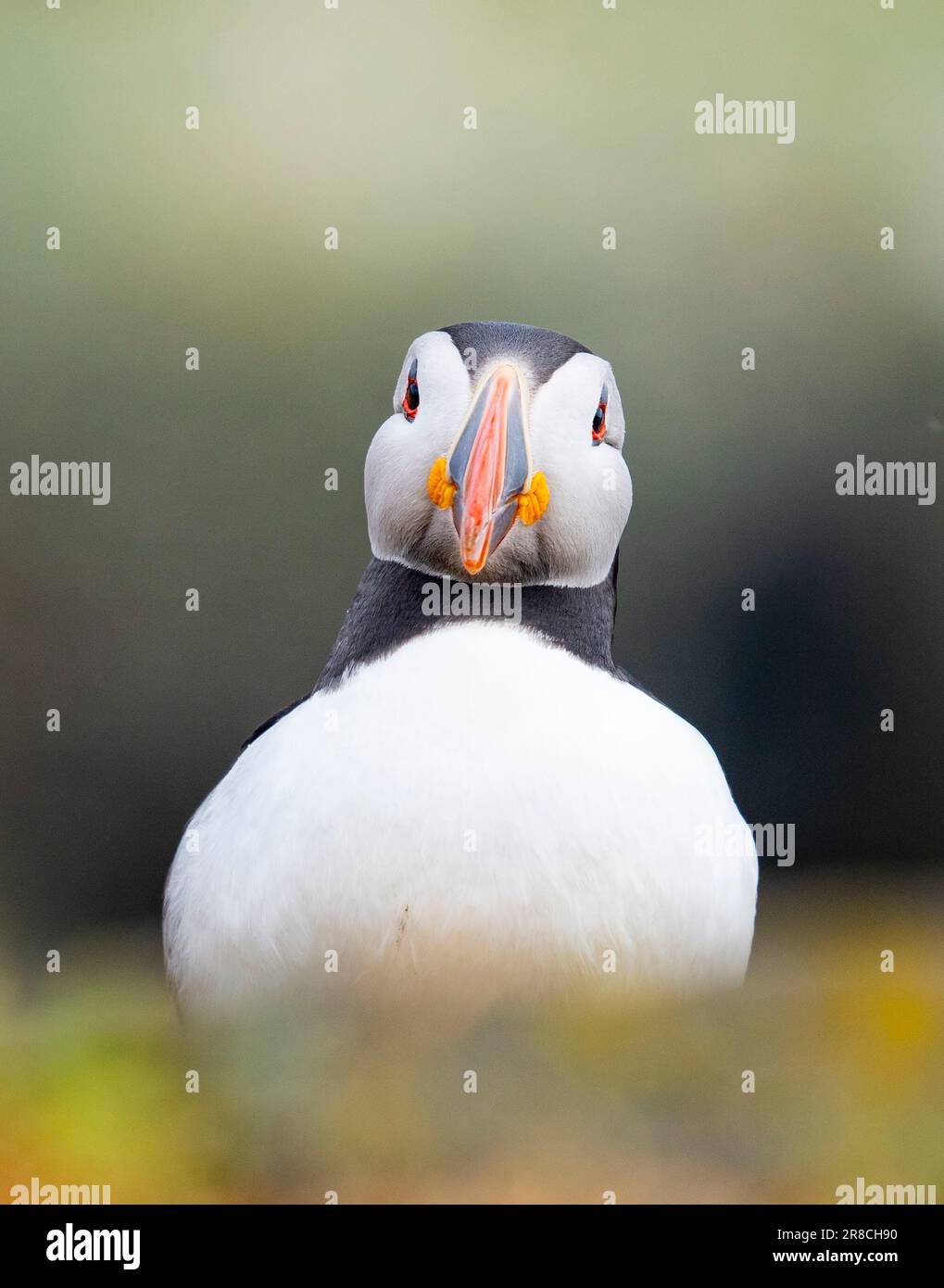 Atlantic Puffins (Fratercula arctica) sur l'île de Mai sanctuaire d ...