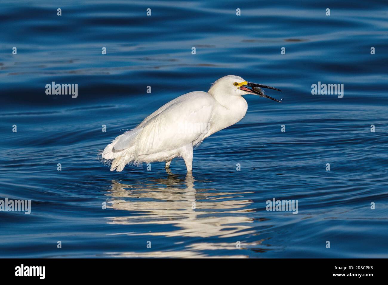 Aigrette neigeuse avalant un poisson Banque de photographies et d ...