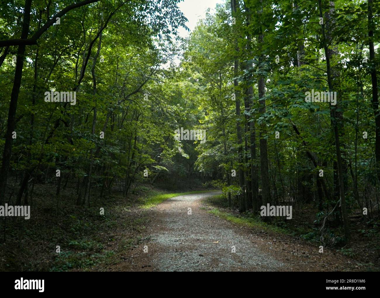 L'ÉPIDÉMIE TRANQUILLE, un sentier à la forêt de Duke University, Durham ...