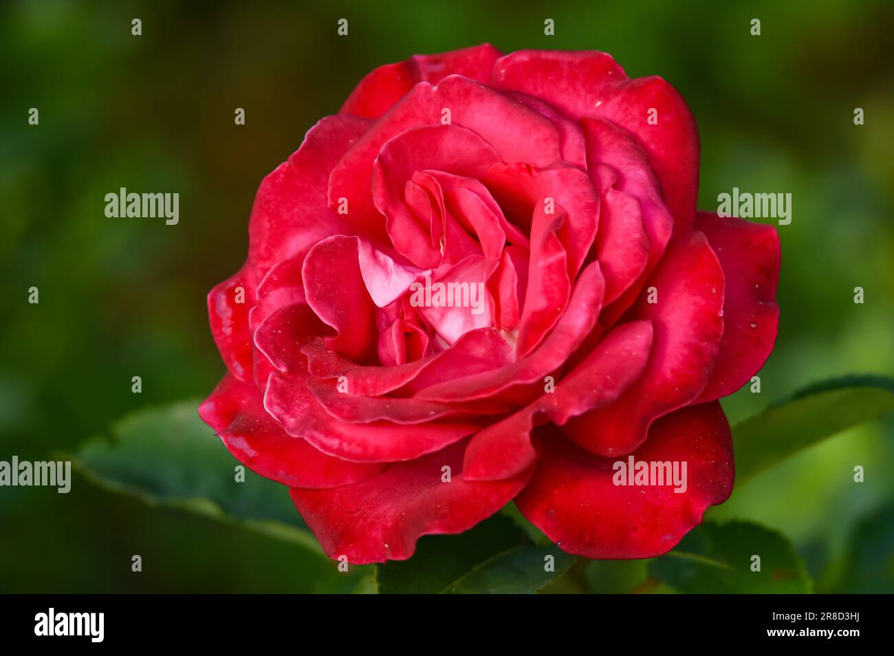Fonds d'écran rose rouge Banque de photographies et d’images à haute ...