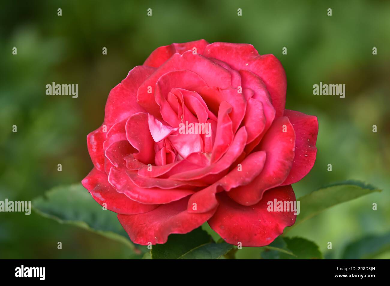Fonds d'écran rose rouge Banque de photographies et d’images à haute ...