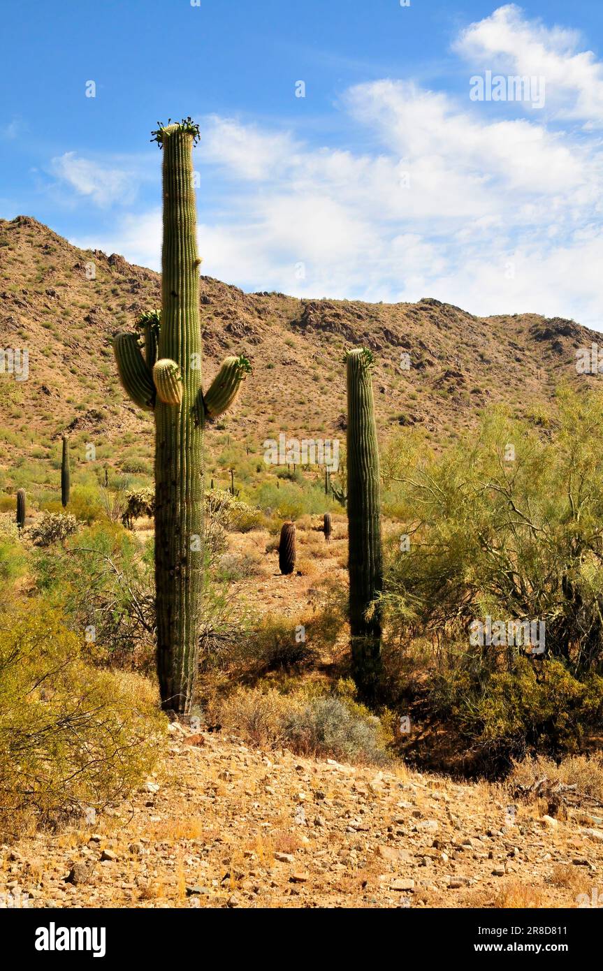 Le désert de Sonora dans le centre des États-Unis de l'Arizona avec un ...