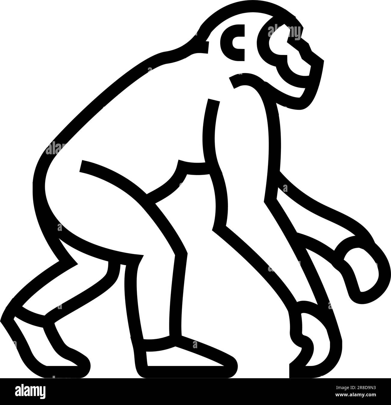 primate ancêtres humaine ligne d'évolution icône illustration ...