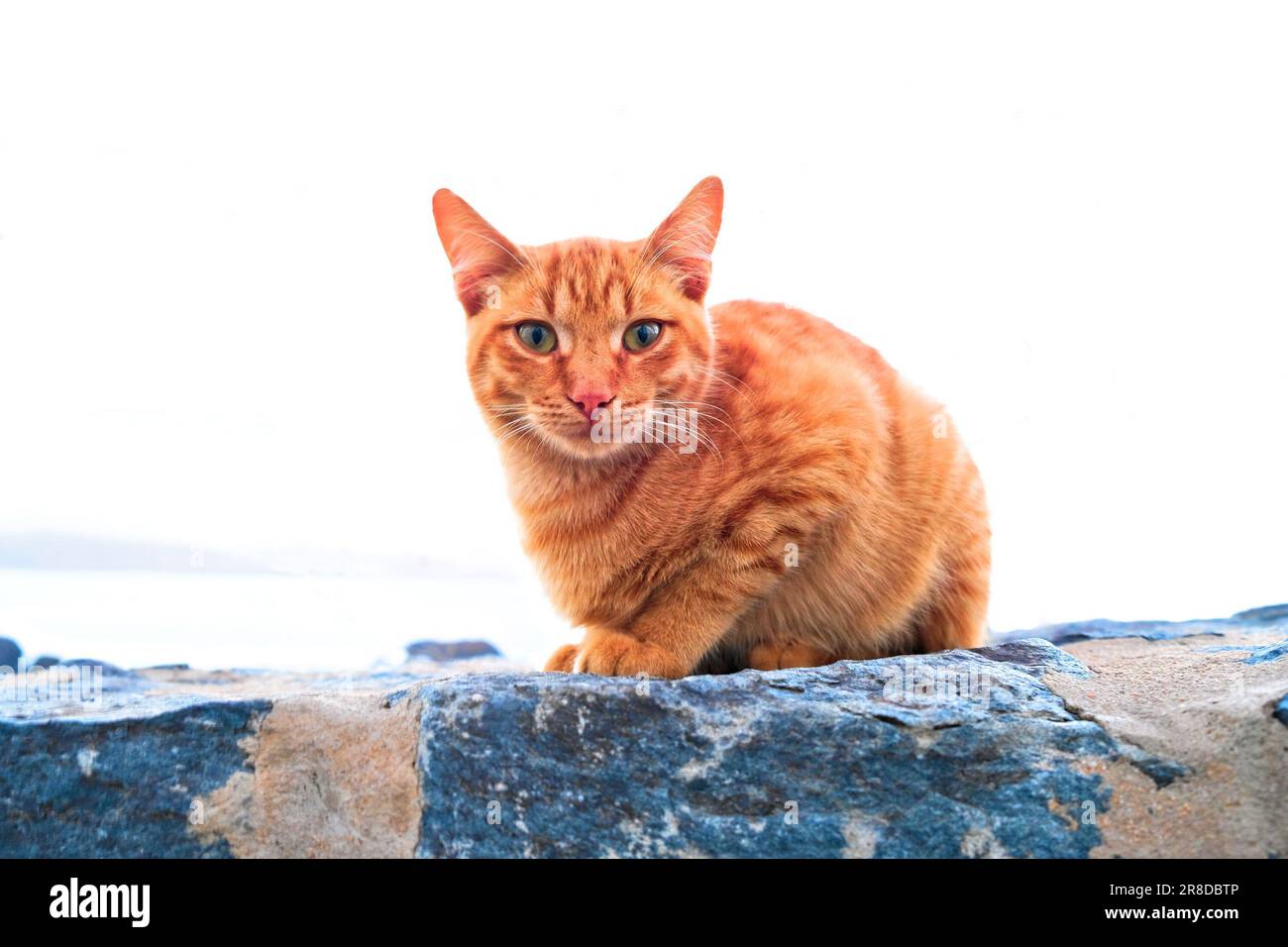 Chat rouge sur le mur rouge Banque de photographies et d’images à haute ...