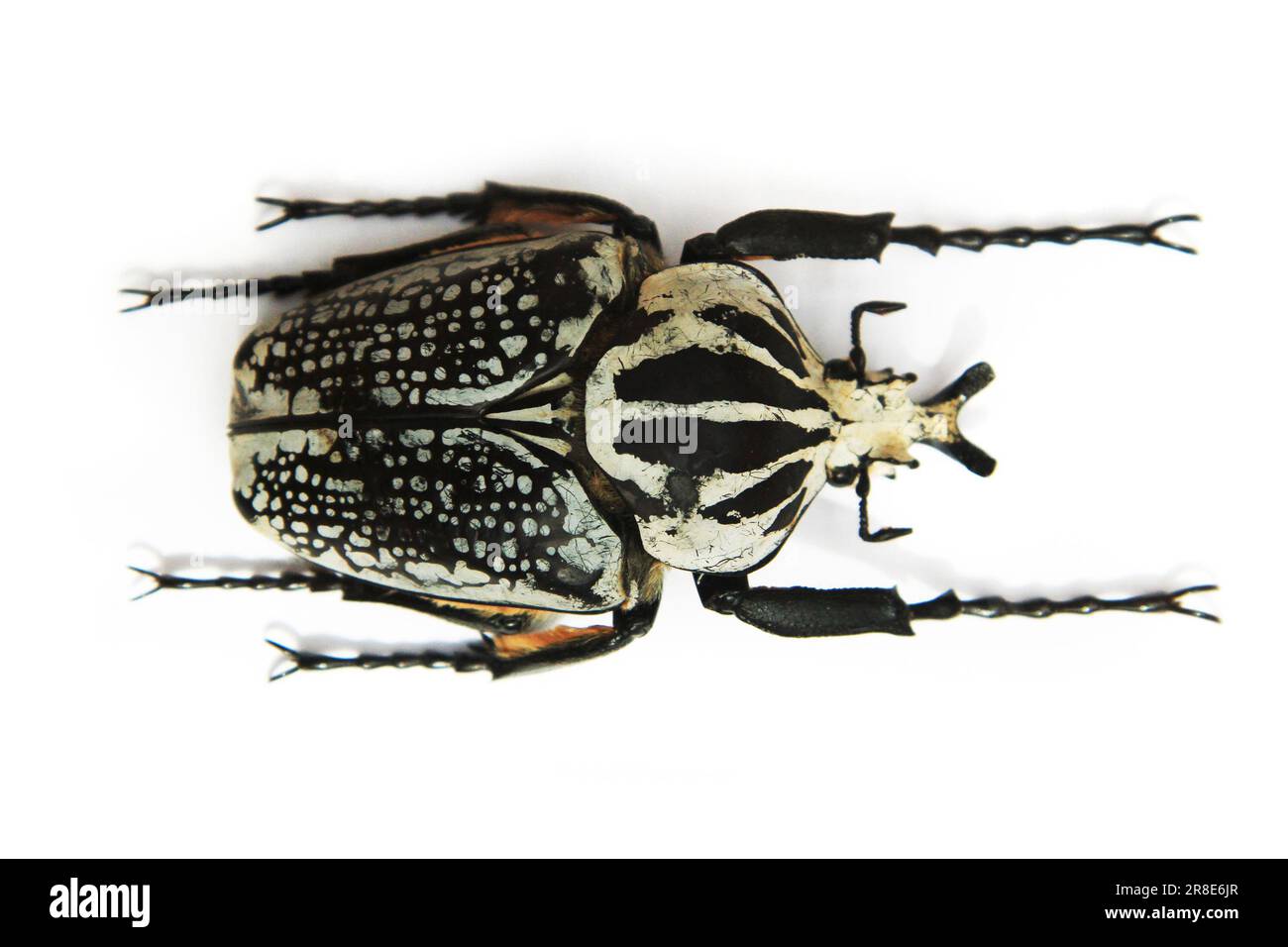 Gros bug Banque de photographies et d’images à haute résolution - Alamy