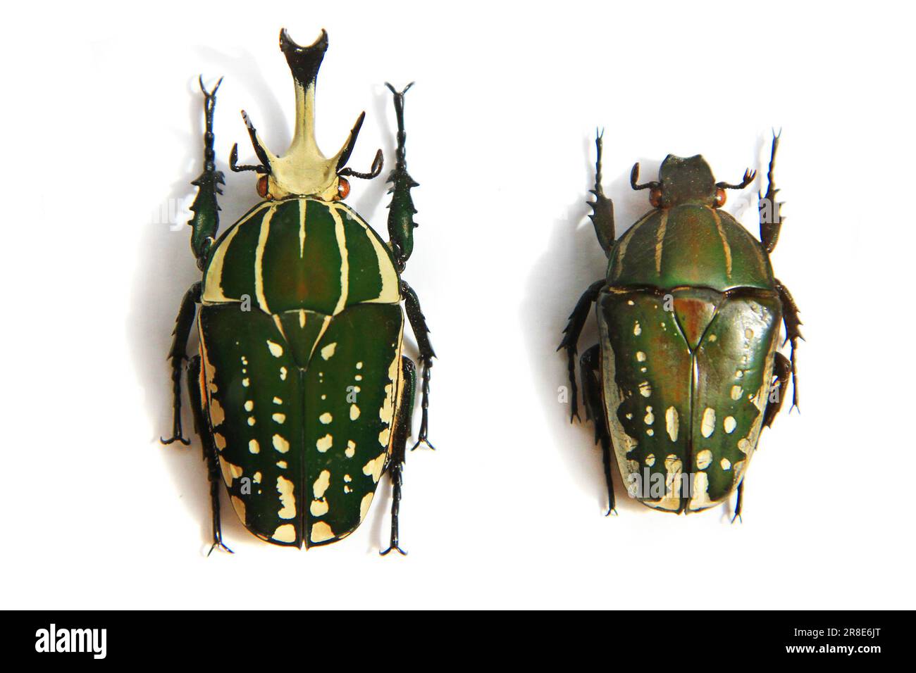 Gros bug Banque de photographies et d’images à haute résolution - Alamy