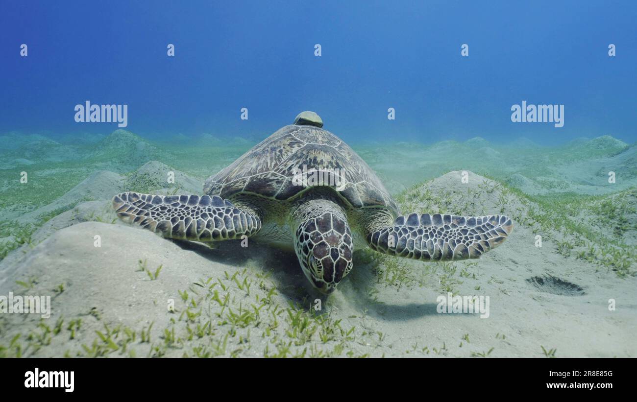 Tortue de mer paître sur les fonds marins, ralenti. Grande Tortue verte ...