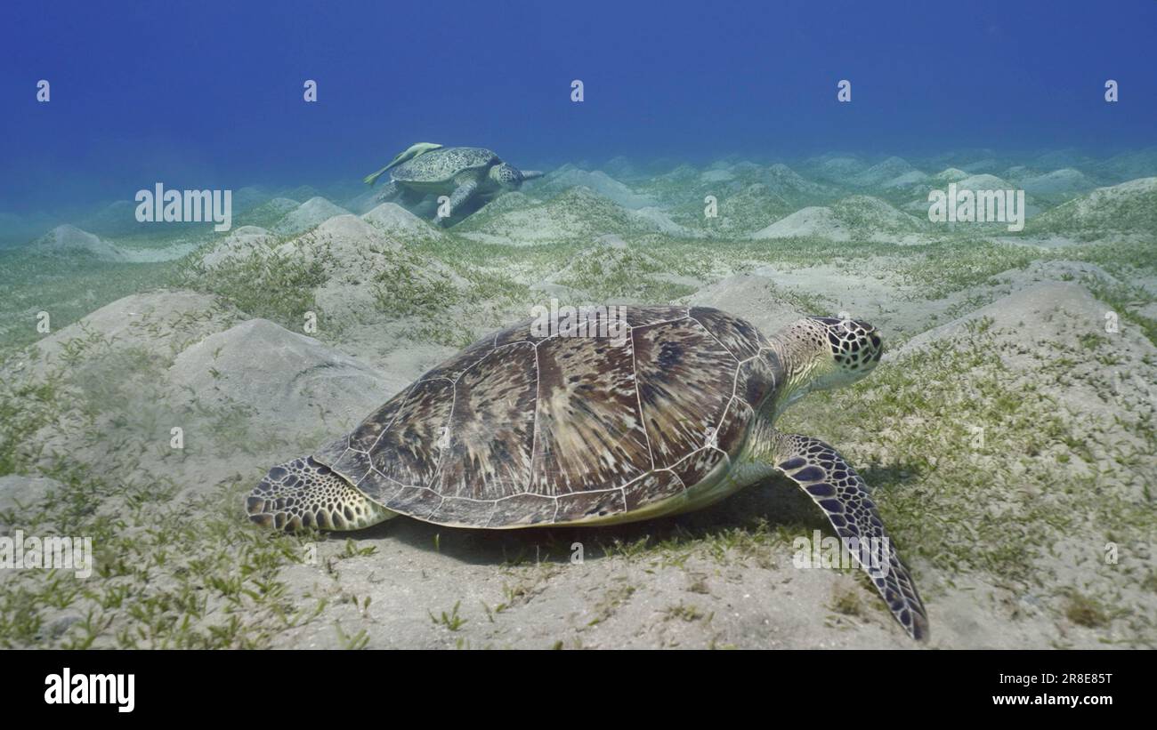 Deux tortues de mer s'empaissent sur les fonds marins en mangeant des ...