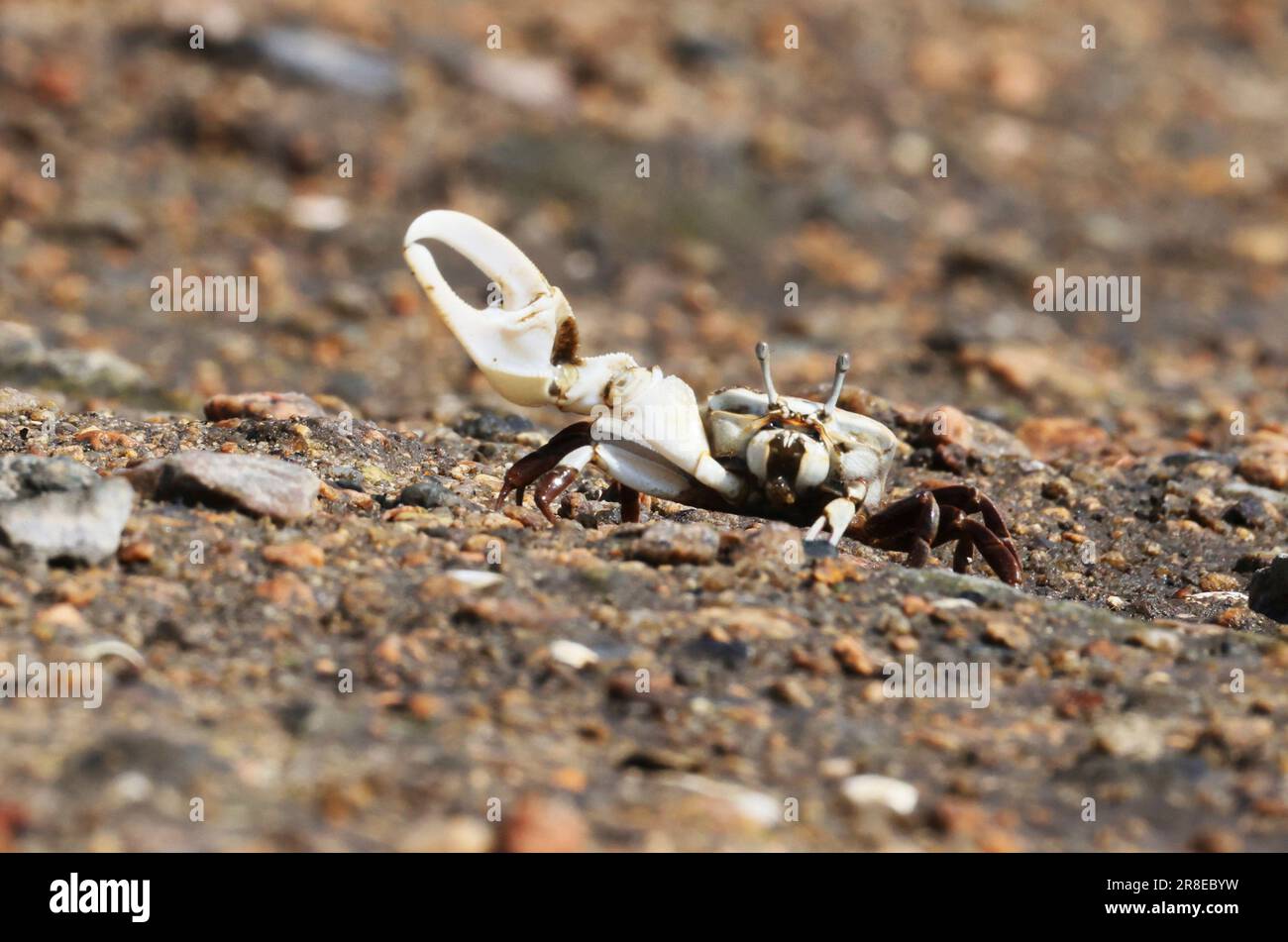 Male Uca lactea during the breeding season is pictured in Nishinomiya ...
