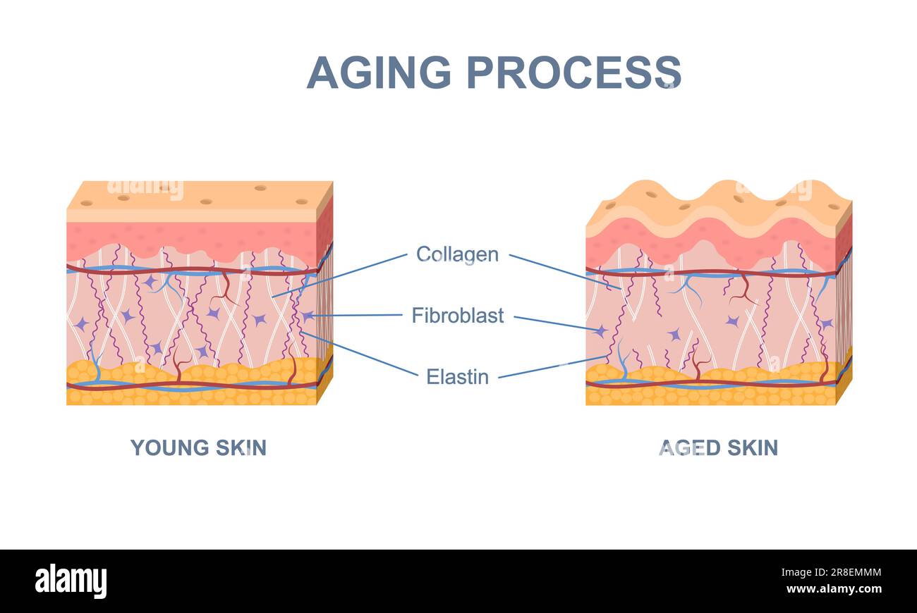 Aging process Banque d'images vectorielles - Alamy