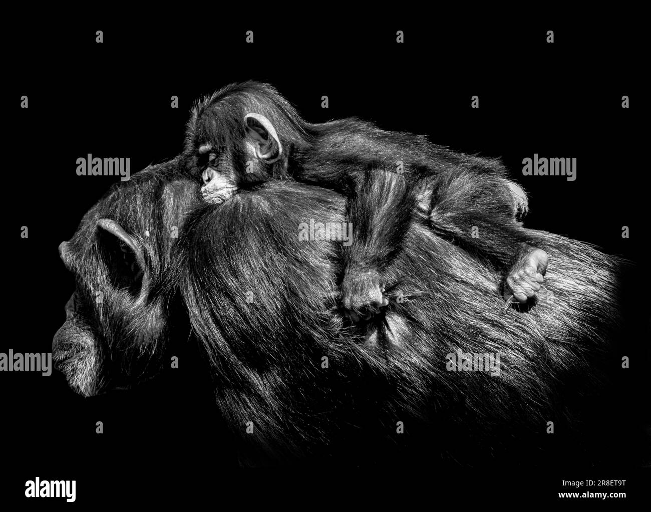 Le bébé est en paix sur les mamans du ZOO DE CHESTER, ANGLETERRE DES ...