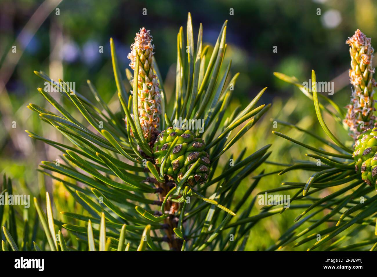 Scotch pine cone Banque de photographies et d’images à haute résolution - Alamy