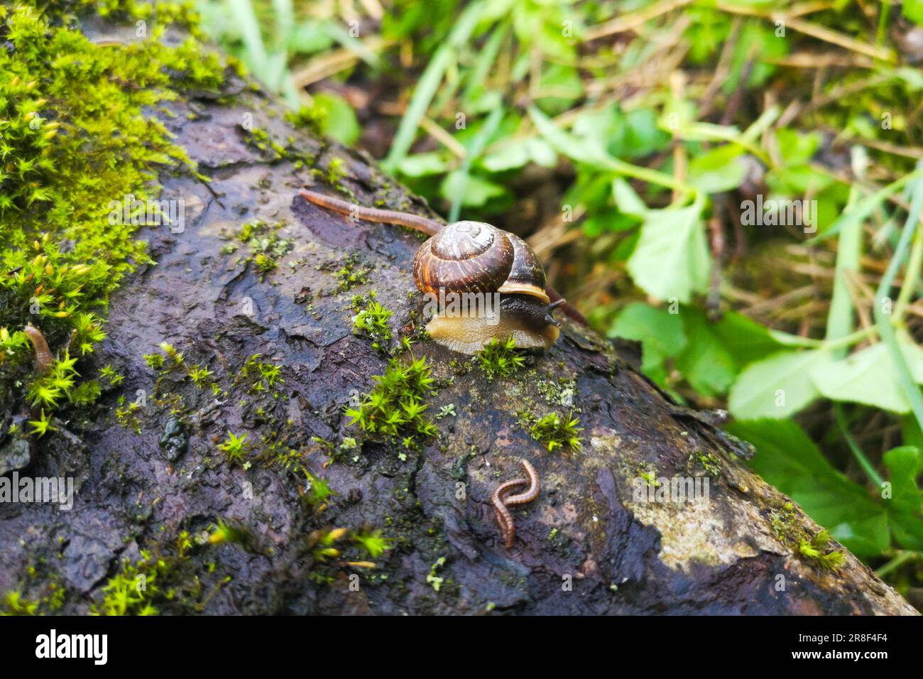 escargot sur le tronc de l'arbre. l'escargot brun et la ver de terre de ...