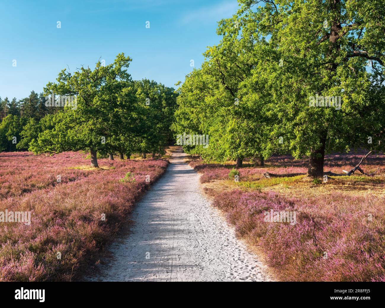 Sentier de randonnée vers Wilseder Berg, paysage typique de la lande ...