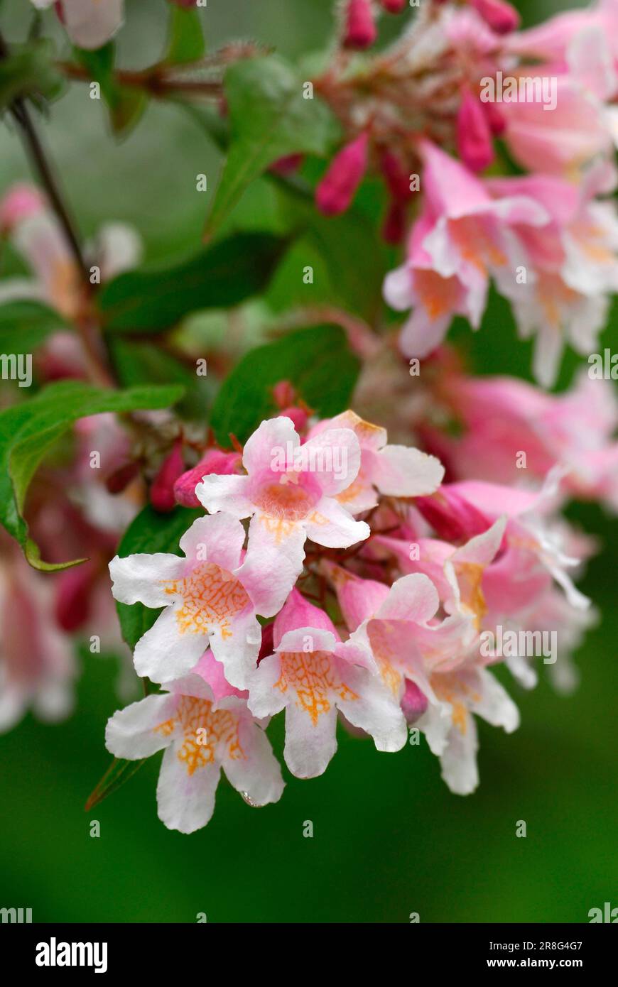 Linnaea amabilis Banque de photographies et d’images à haute résolution ...