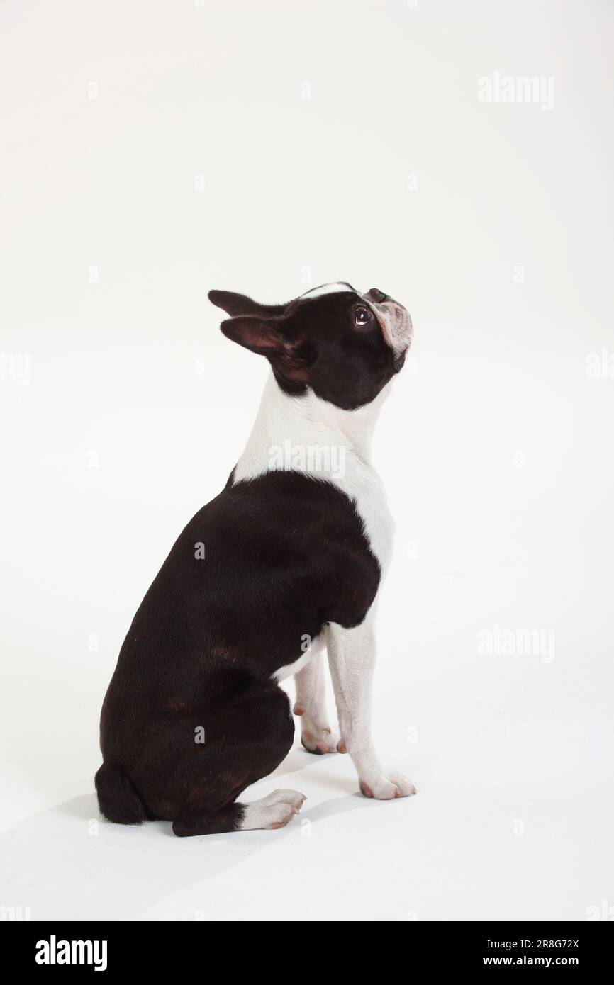 Photographie de terrier de boston Banque de photographies et d’images à ...