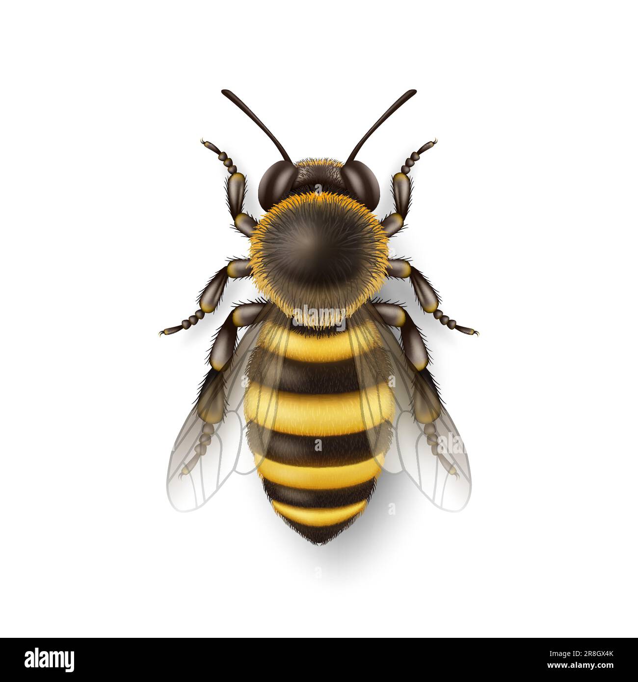 Vector 3D Realistic Detailed Honey Bee Icon gros plan isolé sur fond blanc. Modèle Queen ...