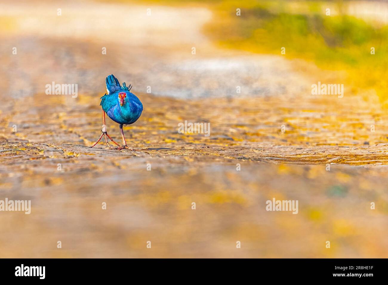 Indian swamphen Banque de photographies et d’images à haute résolution ...