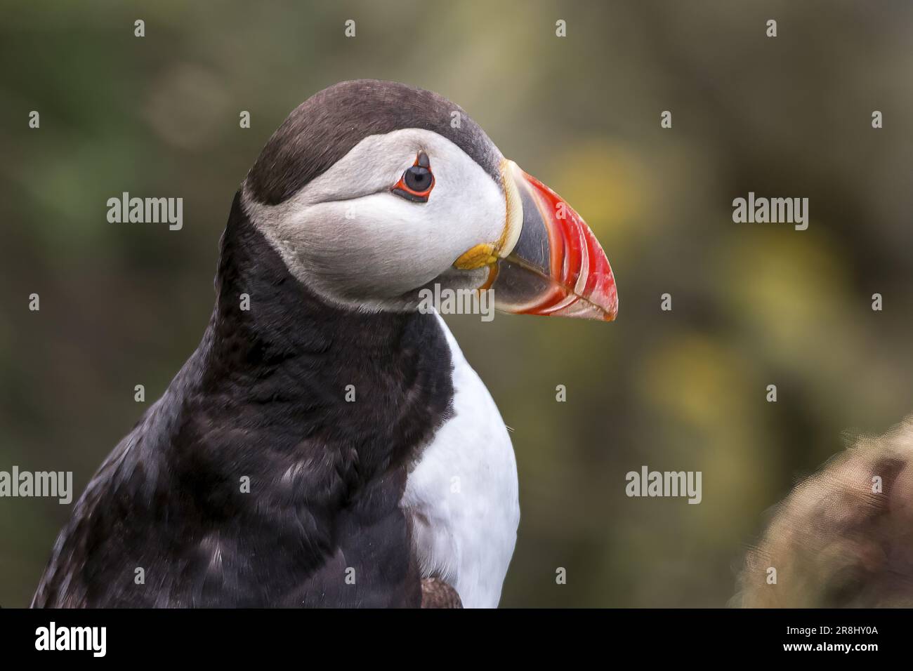 Puffin eye Banque de photographies et d’images à haute résolution - Alamy