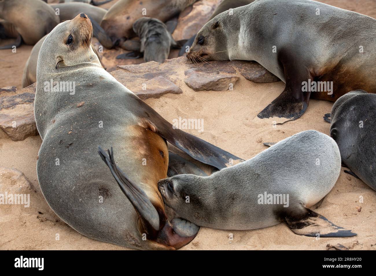 Un phoque à fourrure brun (Arctocephalus pusillus) pupe allaitant et ...