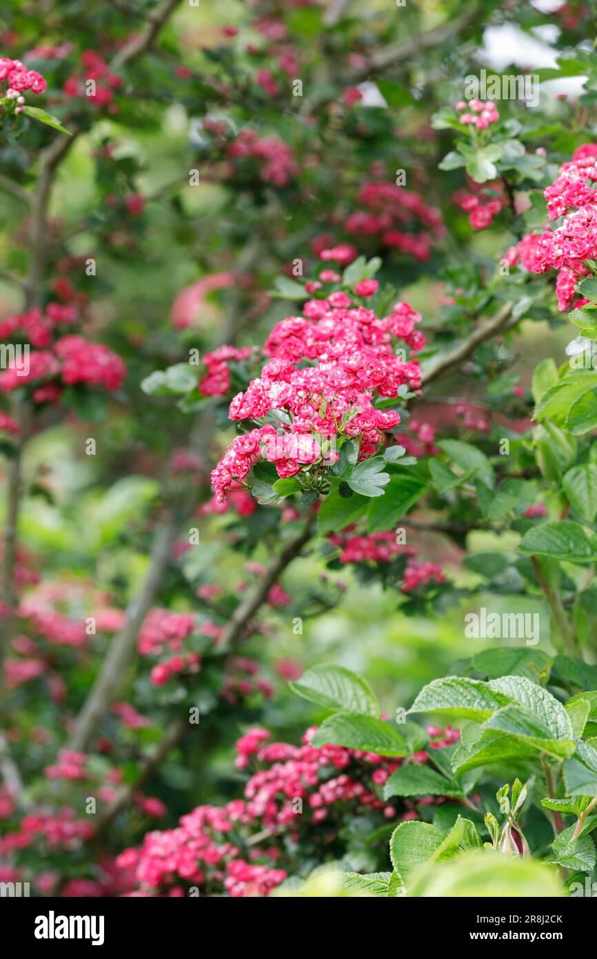 Crataegus laevigata coccinea plena Banque de photographies et d’images ...