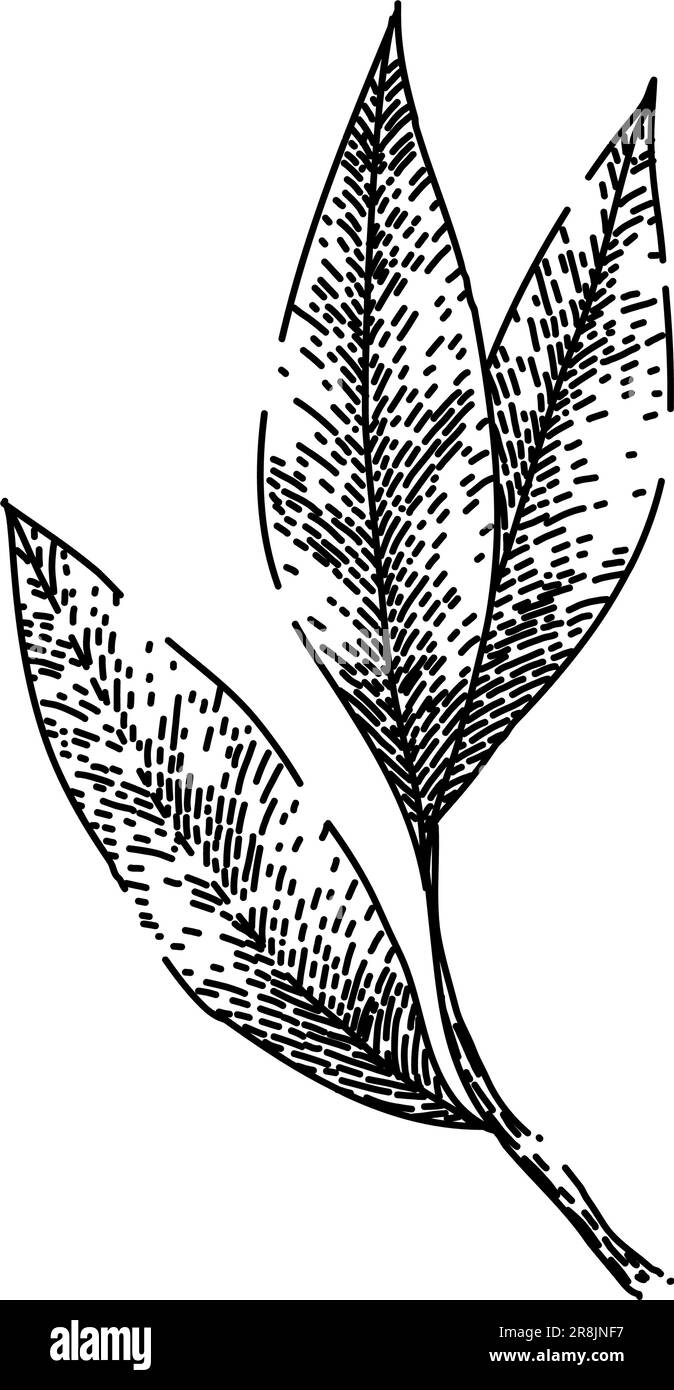 feuille de laurier herbe sèche tirée à la main. feuilles de laurier ... feuille de laurier herbe sèche tirée à la main. feuilles de laurier ...