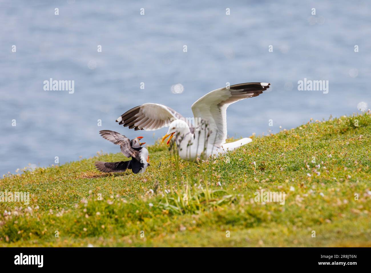 Un goéland argenté (Larus argentatus) attaque un macareux (Fratercula ...