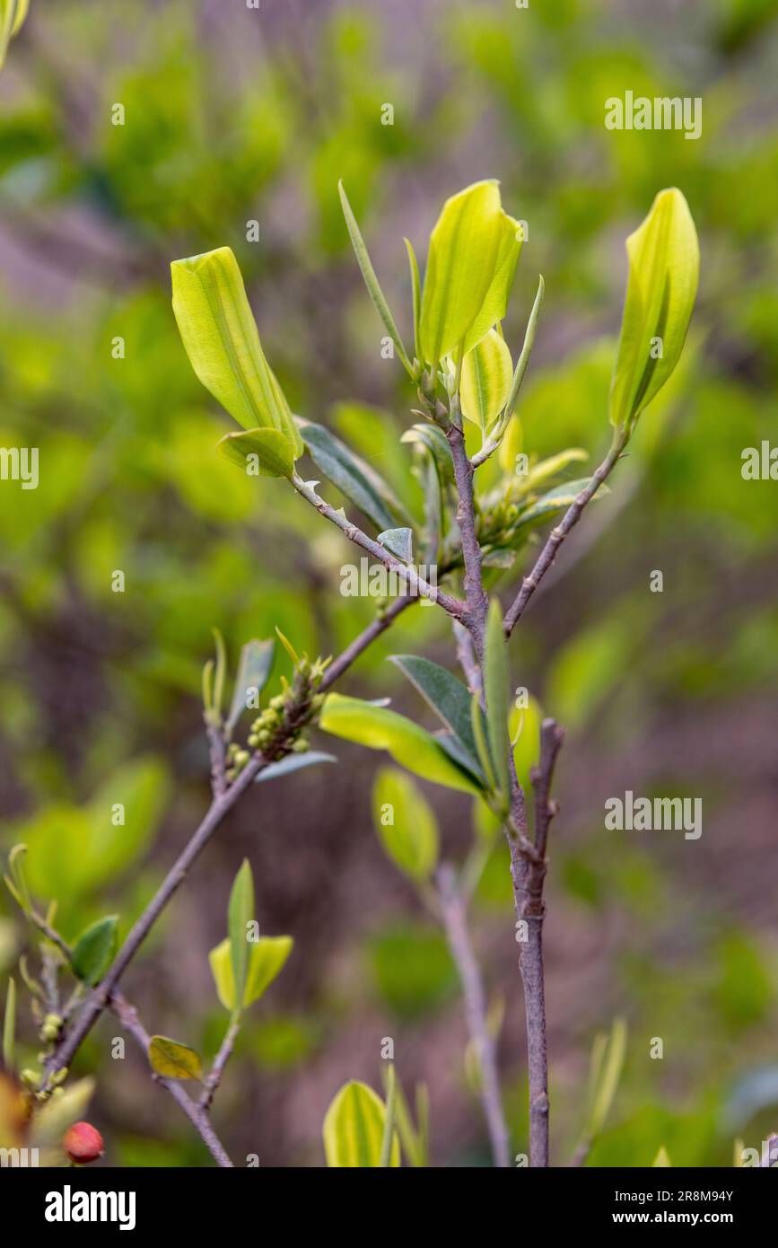 Culture des plantes de coca dans les Andes boliviennes - Voyager et ...