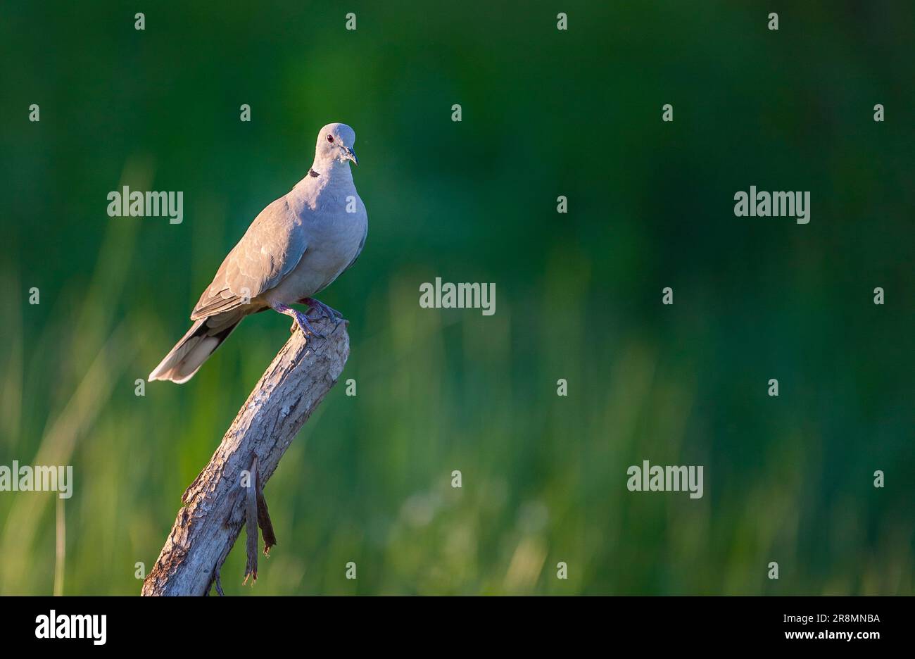 Dicle vadisi Banque de photographies et d’images à haute résolution - Alamy