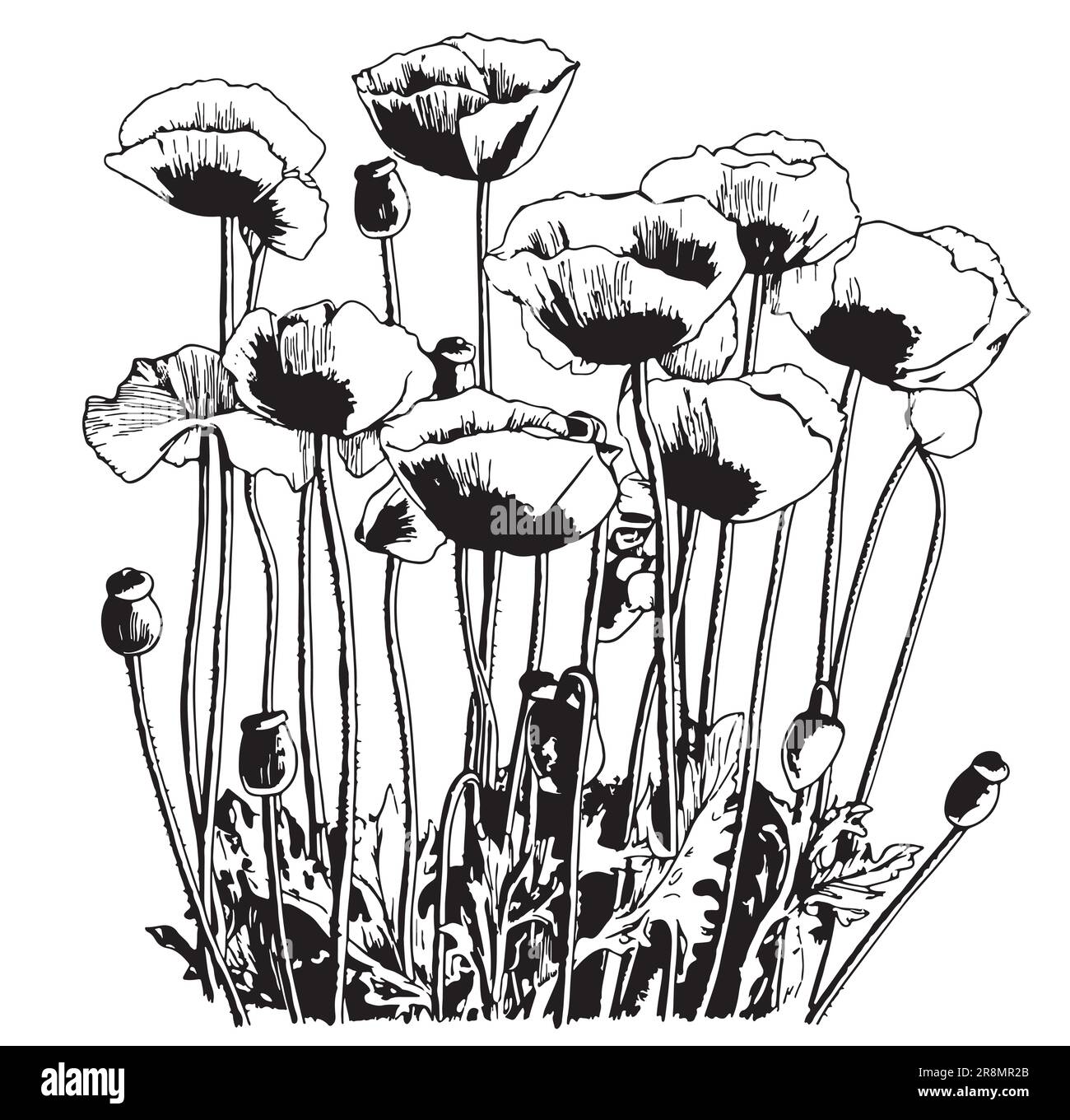Fleurs de coquelicots dessin dessiné à la main dans l'illustration de ...