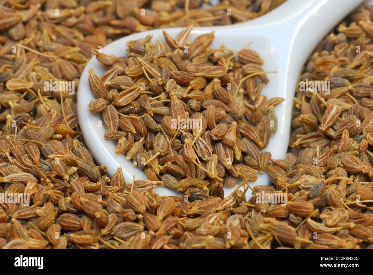 Pimpinella anisum agricole Banque de photographies et d’images à haute ...